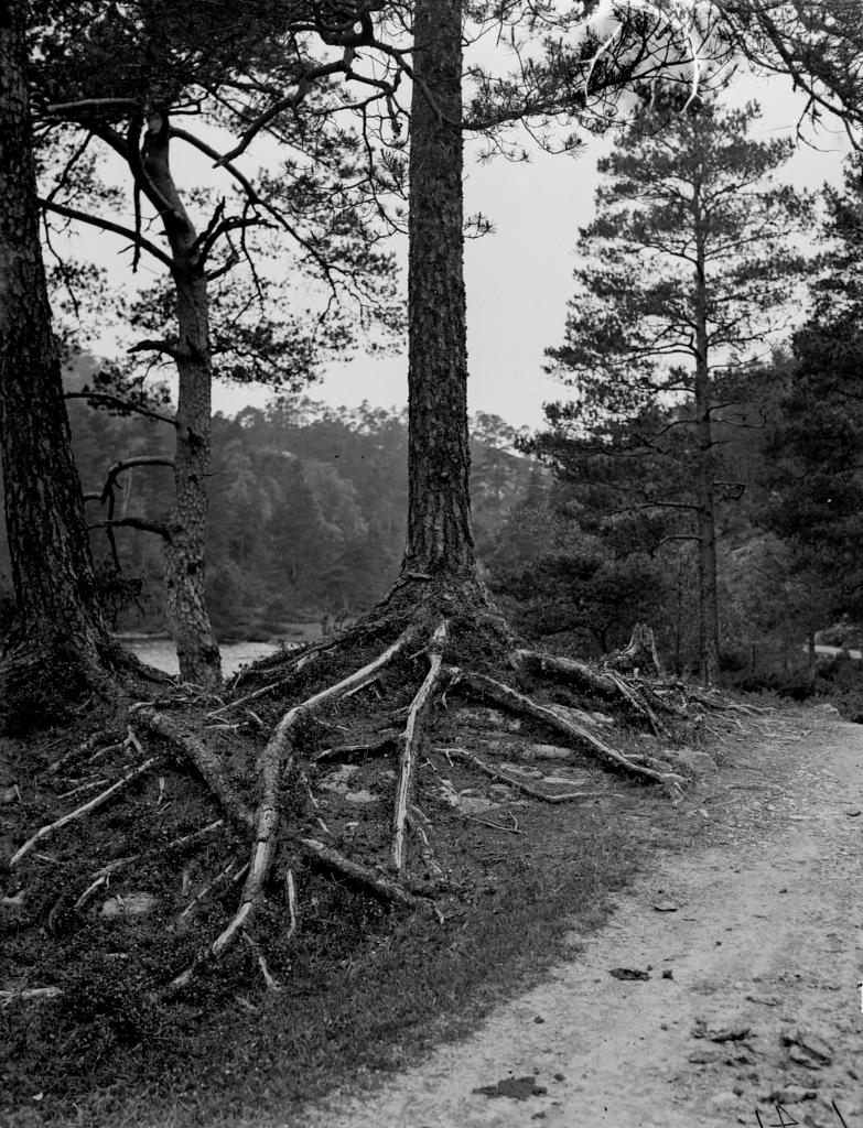 Tre med røtter - Marcus